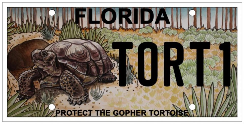 Gopher Tortoise Conservation | Wildlands Conservation