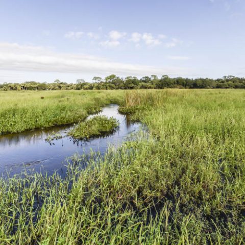 Staff | Wildlands Conservation