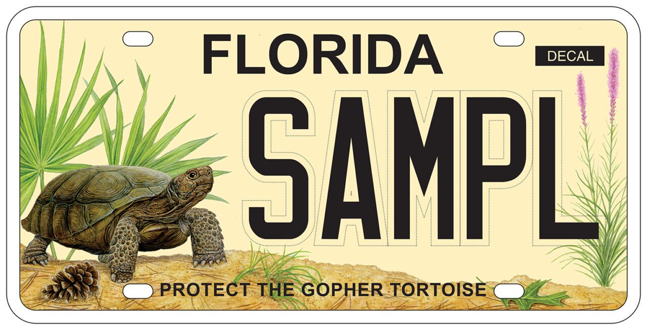 Gopher Tortoise Training | Wildlands Conservation
